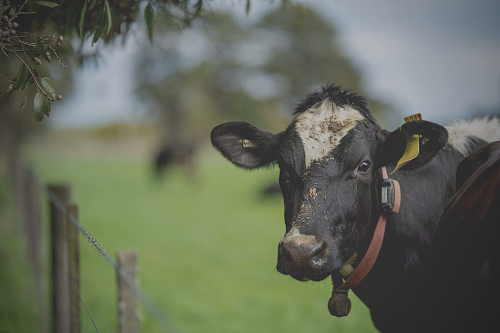 Livestock Management Tips: Ensuring Safety With Livestock Animals