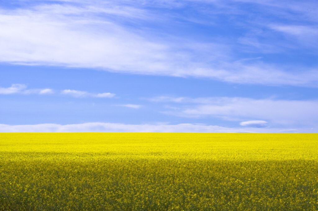 The Importance of Canola Cultivation in Australian Agriculture