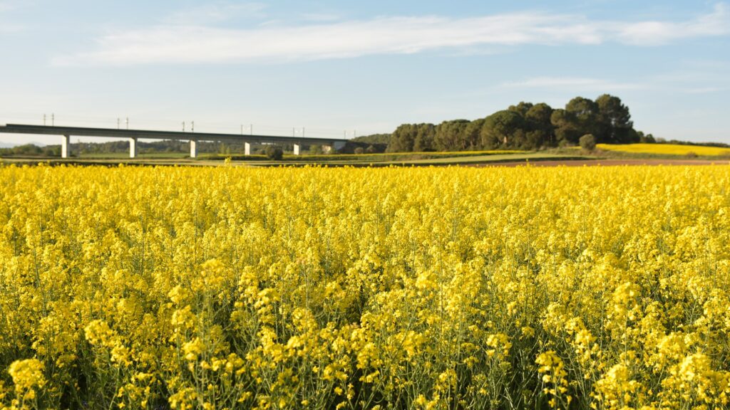 Essential Factors to Consider Maximizing Canola Crop Yield